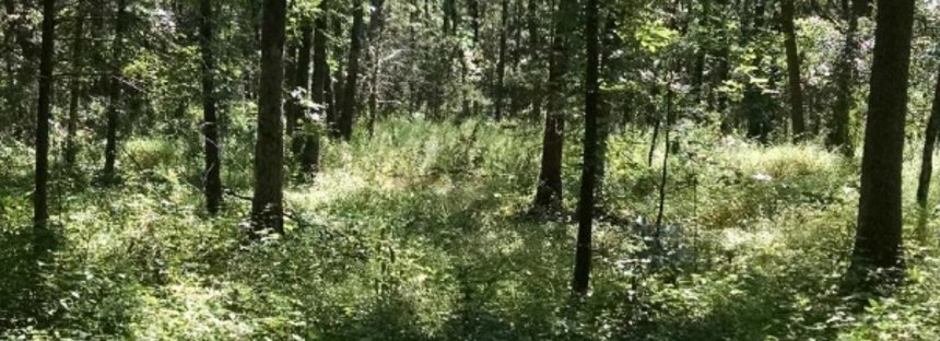 Home [monativeplants.org]