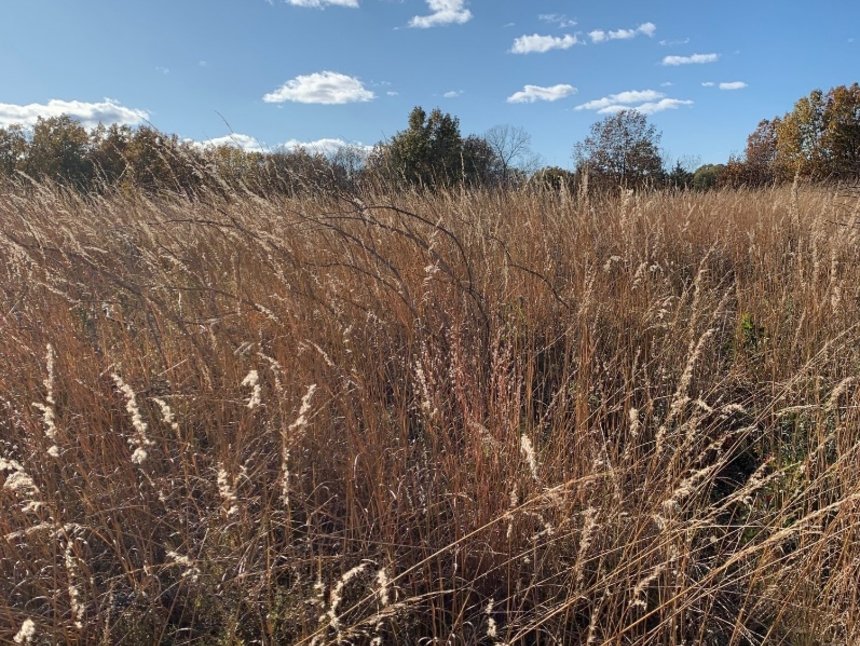 Home [monativeplants.org]