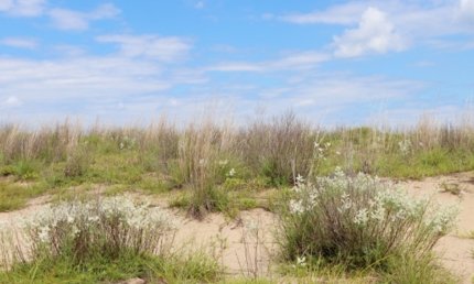 Home [monativeplants.org]