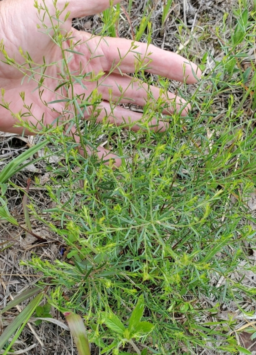 Slender Pinweed: A Plant to Look for in Winter | MONPS